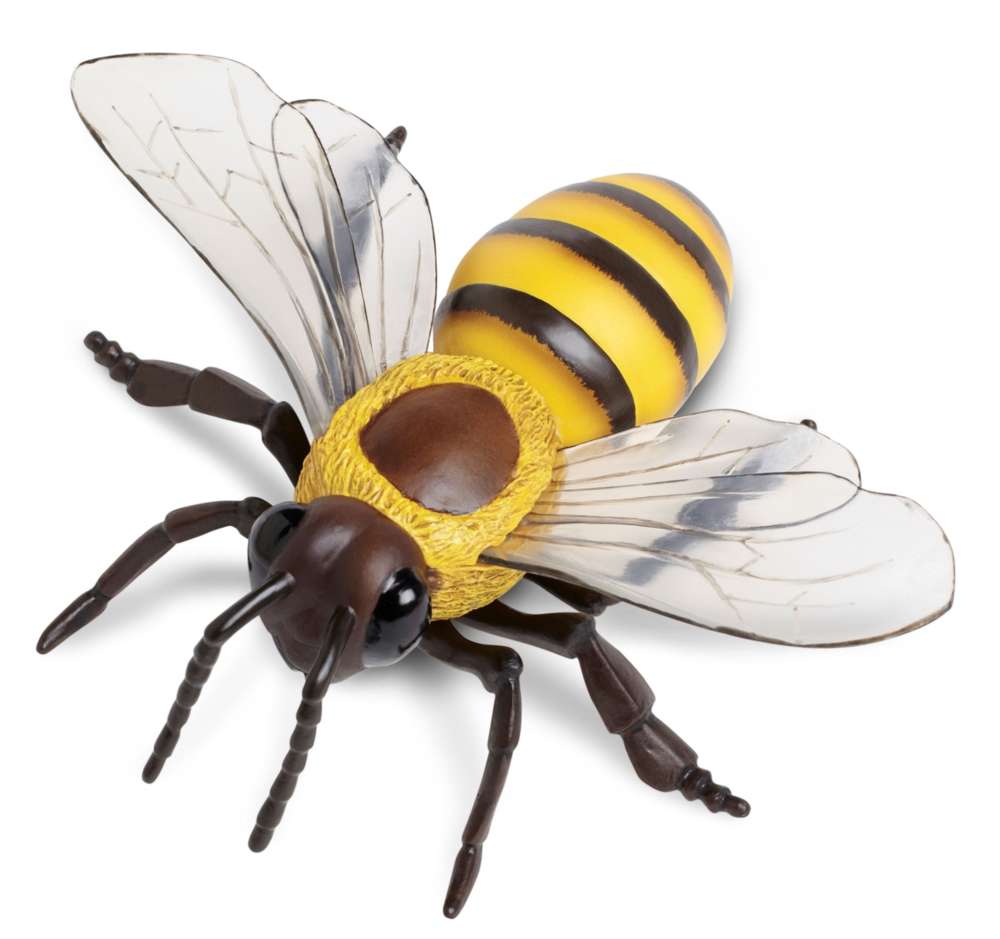 Großes Modell der Biene | Zusatzmaterial | sternchenverlag